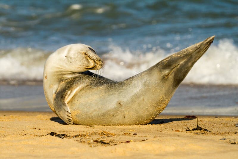 Grey Common Seal Pup Cub on Sandy Beach Stock Image - Image of head ...