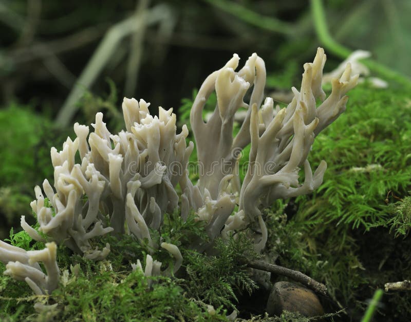 Grey Coral Fungi stock photo. Image of small, clavulina - 16537224