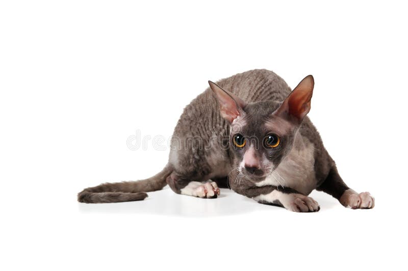 Grey cornish rex cat stock image. Image of adorable, tail - 3796895