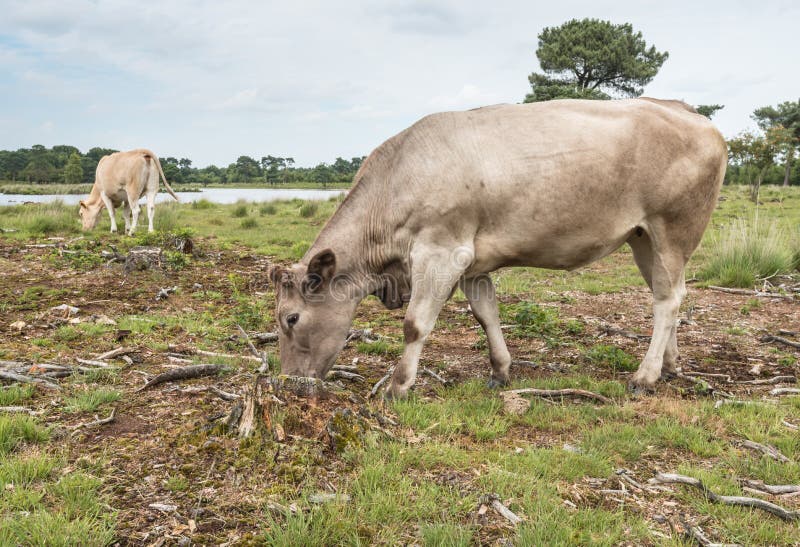 Grey Cow Grazing in a Bare Nature Reserve Stock Image - Image of ...