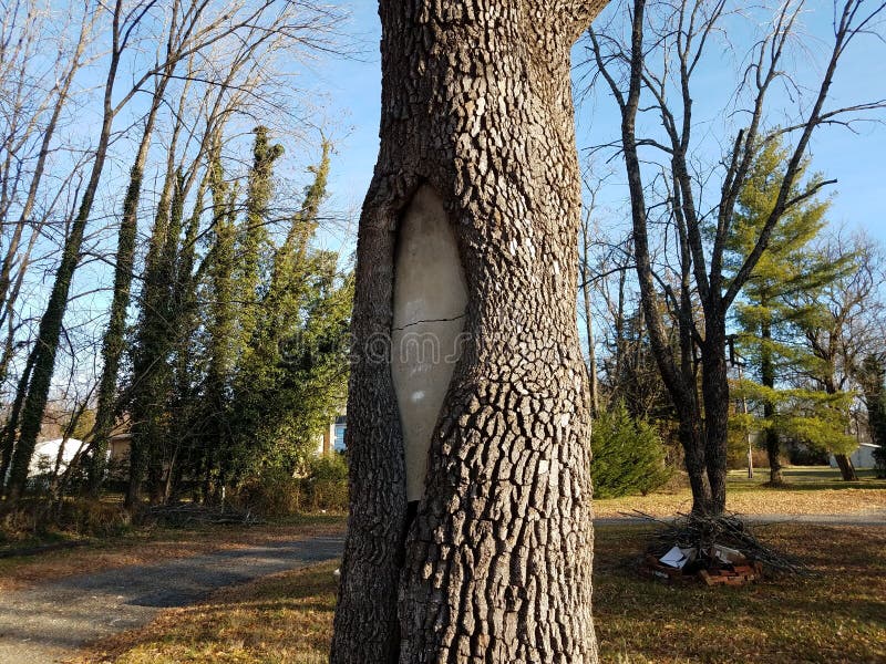 Grey Cracked Cement Inside a Tree Trunk Stock Photo - Image of ...