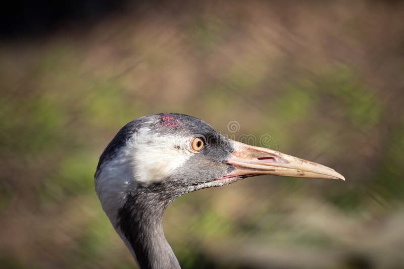 Grey Crane, the Head of a Gray Crane. Stock Photo - Image of water ...