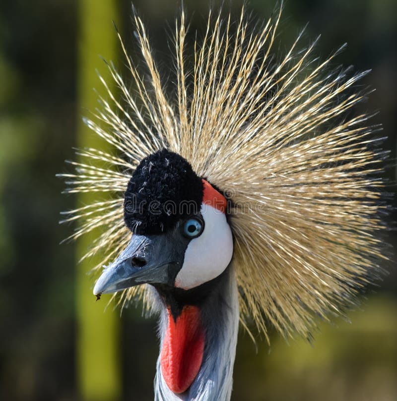 Grey Crested Crane foto de stock. Imagem de guindaste - 72927820