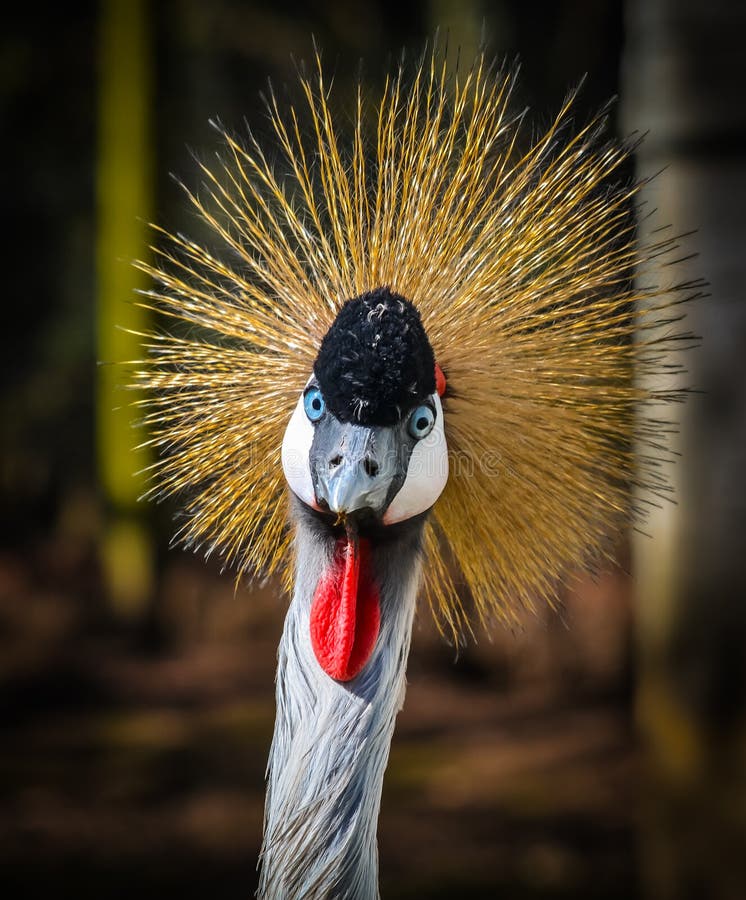 Crested Crane Bird stock photo. Image of light, blue - 13236064