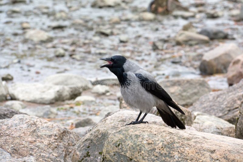 Grey Crow stock photo. Image of animal, mouth, black - 16593078
