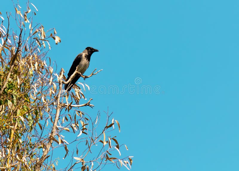Grey crow stock photo. Image of sunny, sunlight, grey - 25319914