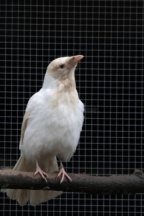 Grey Crow Albino White Crow Symbol of Individuality Stock Image - Image ...