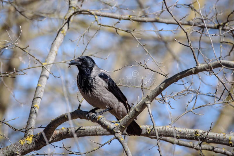 Grey Crow on Tree. Sitting Alone. Stock Photo - Image of alone ...
