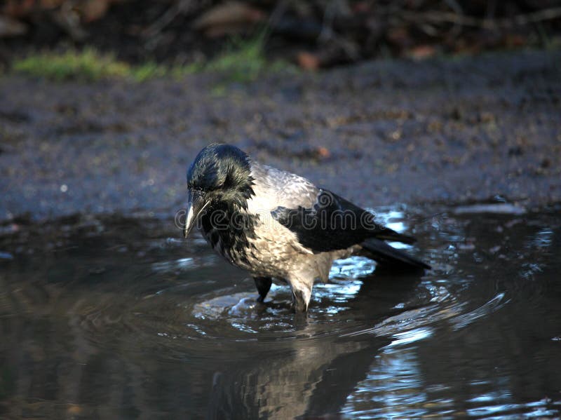 Grey crow stock photo. Image of park, fauna, hooded, flight - 84735800