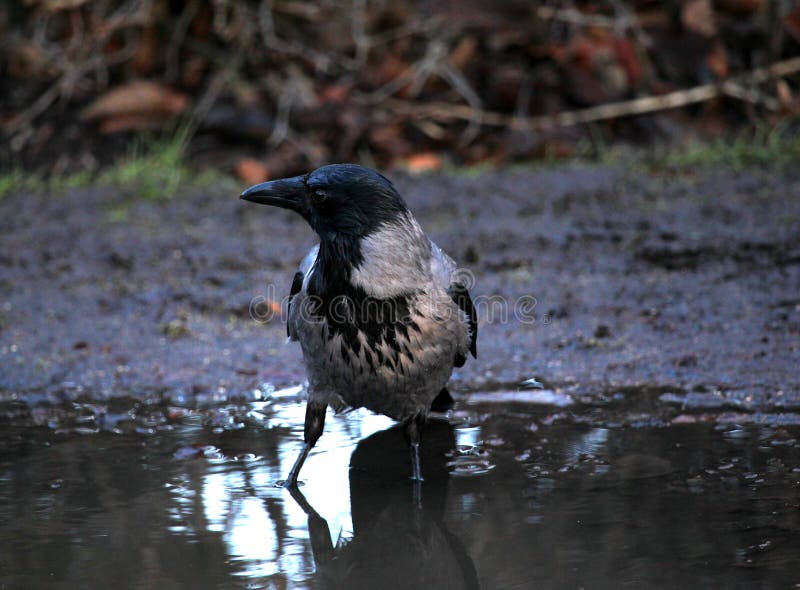 Grey crow stock photo. Image of fauna, krage, crow, corvidae - 85231314