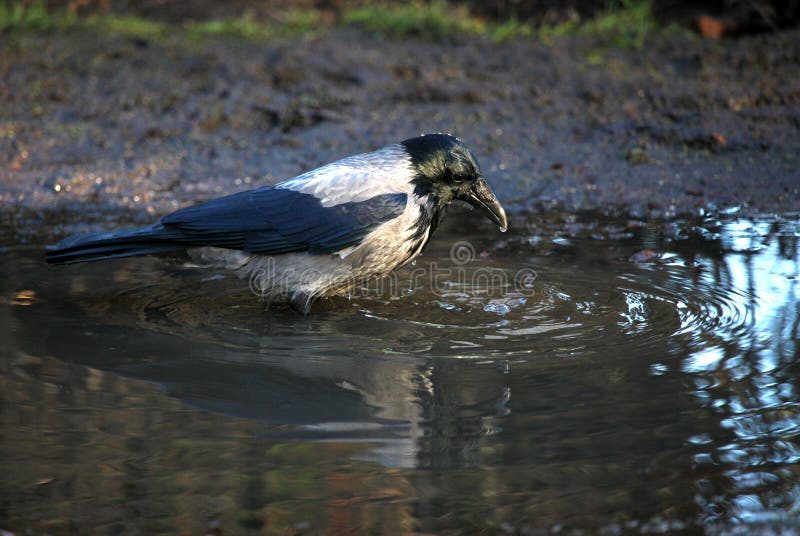 Grey crow stock image. Image of corone, bright, branch - 85253033