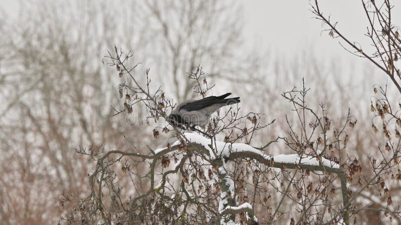 Grey Crow Bird on the Branch of Tree in the Winter Snowy Forest or Park ...
