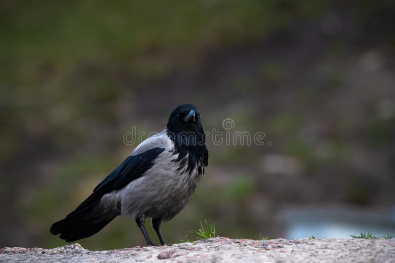 Grey Crow Bird Close Up Spring Time Stock Photo - Image of scene ...