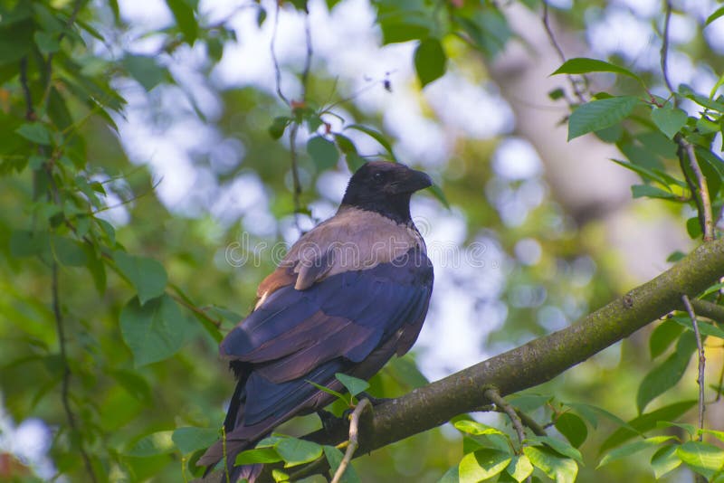 Grey crow on a branch stock image. Image of crow, tree - 224203023