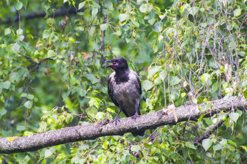 Grey crow on a branch stock photo. Image of bird, crow - 224203962