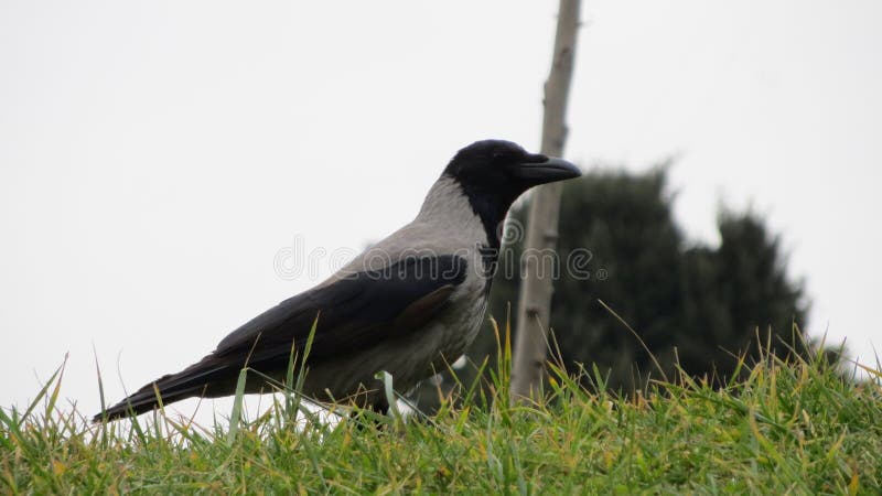 Grey crow on the grass stock photo. Image of green, grass - 140484344