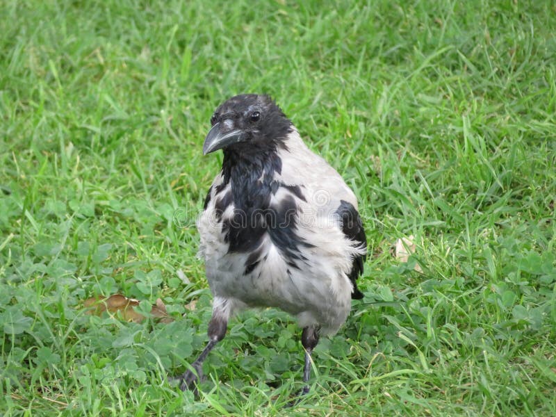 Grey crow on the grass stock photo. Image of summer, green - 98621634