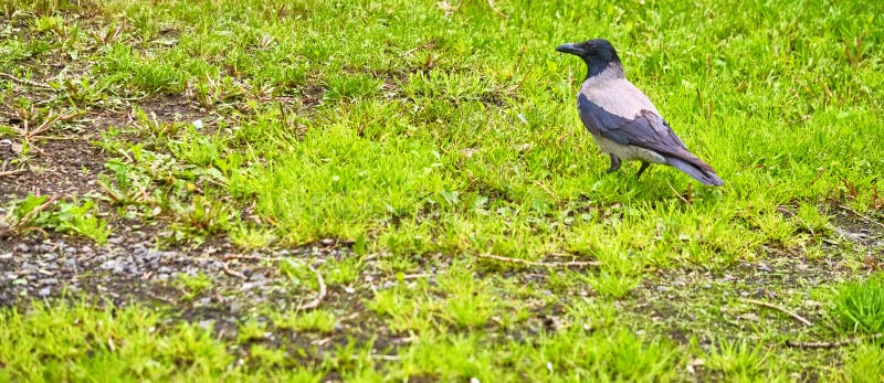 Grey Crow Sits on the Grass General Plan Stock Photo - Image of black ...