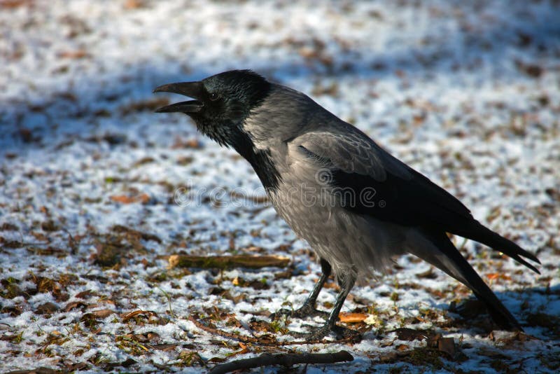 Grey Crow Sits with an Open Beak Stock Photo - Image of open, raised ...