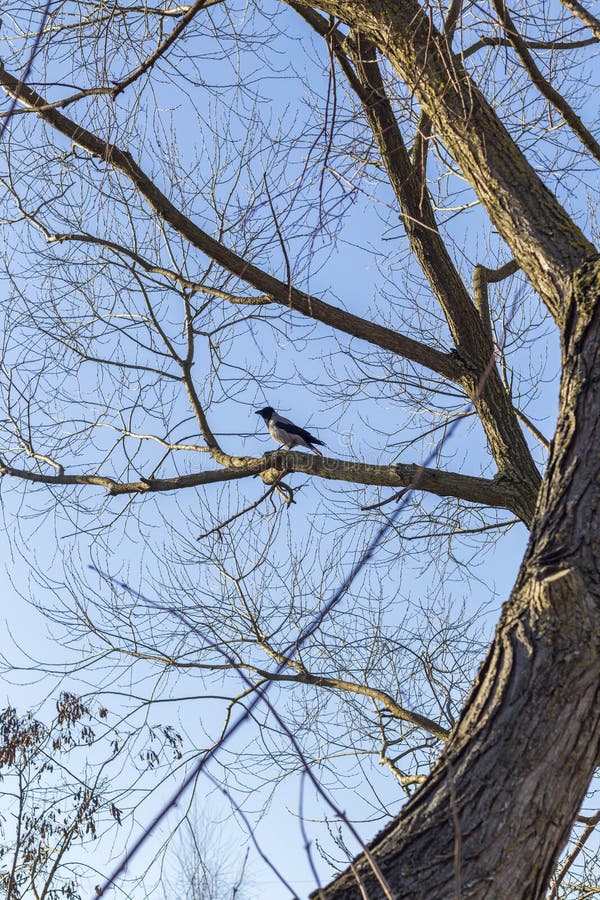 Grey Crow Sitting on the Brunch of the Tree. Nature Stock Illustration - Illustration of branch ...