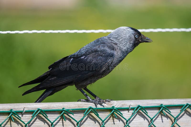 Grey Crow Sitting on a Fence.. Stock Image - Image of feather, feathers ...