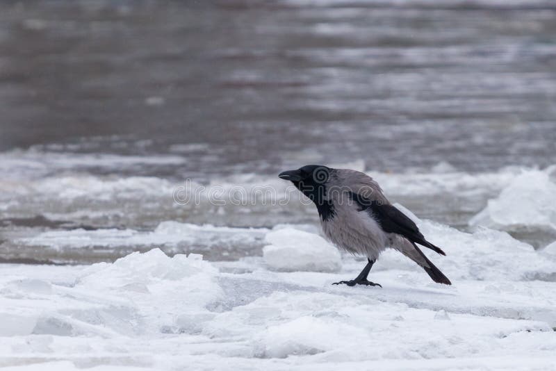 Grey Crow on Snow and Ice on a Bank of River Stock Photo - Image of ...