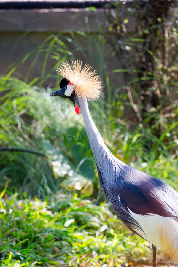 Grey crowned African crane stock image. Image of beauty - 224227143