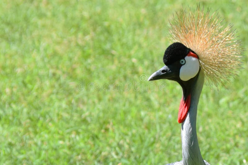 Grey Crowned Crain stock image. Image of bird, grey, crain - 73872965