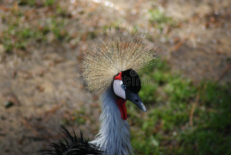 Grey Crowned Crane stock photo. Image of stork, threatened - 274373792