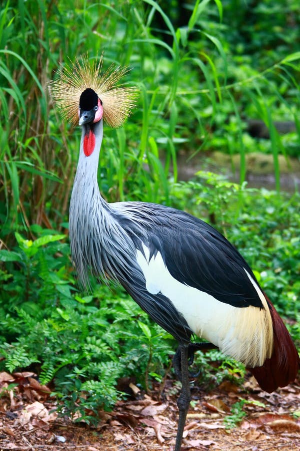 Grey Crowned Crane stock image. Image of parrot, bird - 9851559