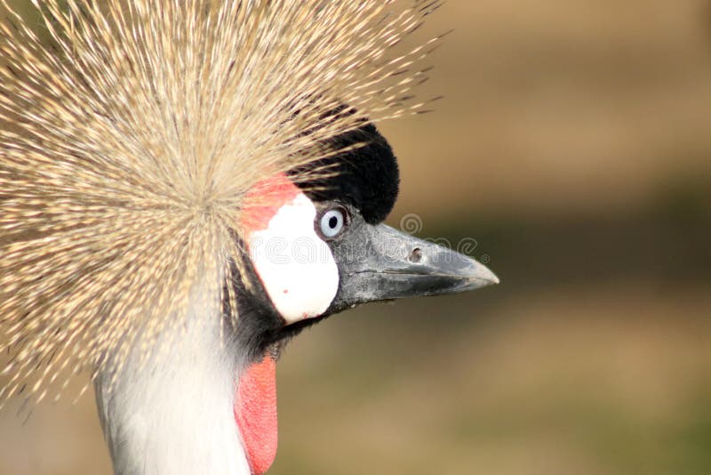 Grey crowned crane stock photo. Image of group, lion - 53508916