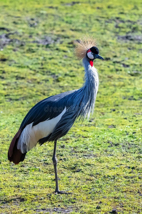 Grey Crowned Crane, bird stock image. Image of cute - 174698197