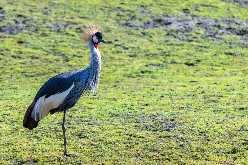 Grey Crowned Crane, bird stock image. Image of closeup - 174698305