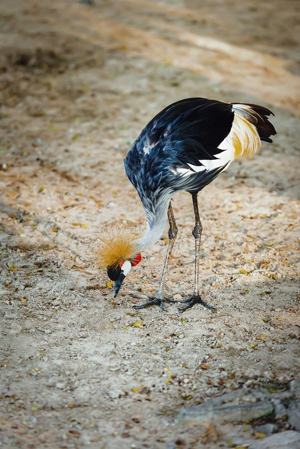Grey Crowned Crane Beautiful Bird Stock Image - Image of national, grey ...