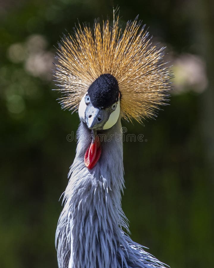 Grey Crowned Crane stock image. Image of essex, face - 221075417