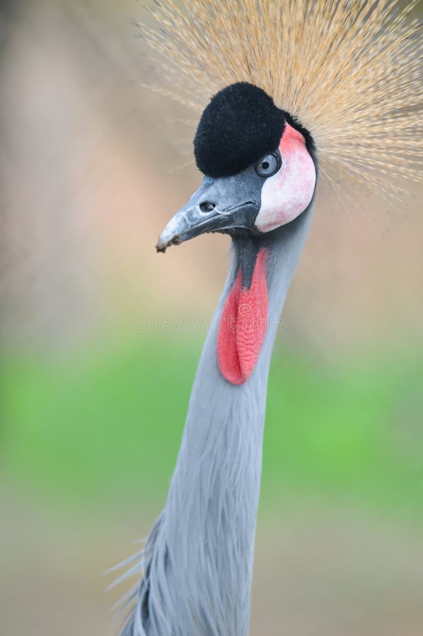 Grey Crowned Crane bird stock photo. Image of africa - 25300942