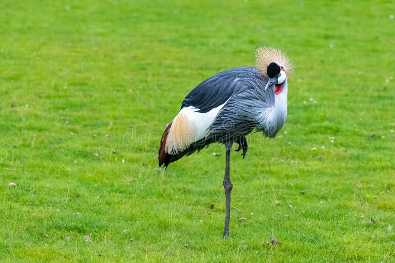 Grey Crowned Crane, bird stock photo. Image of east - 225367700