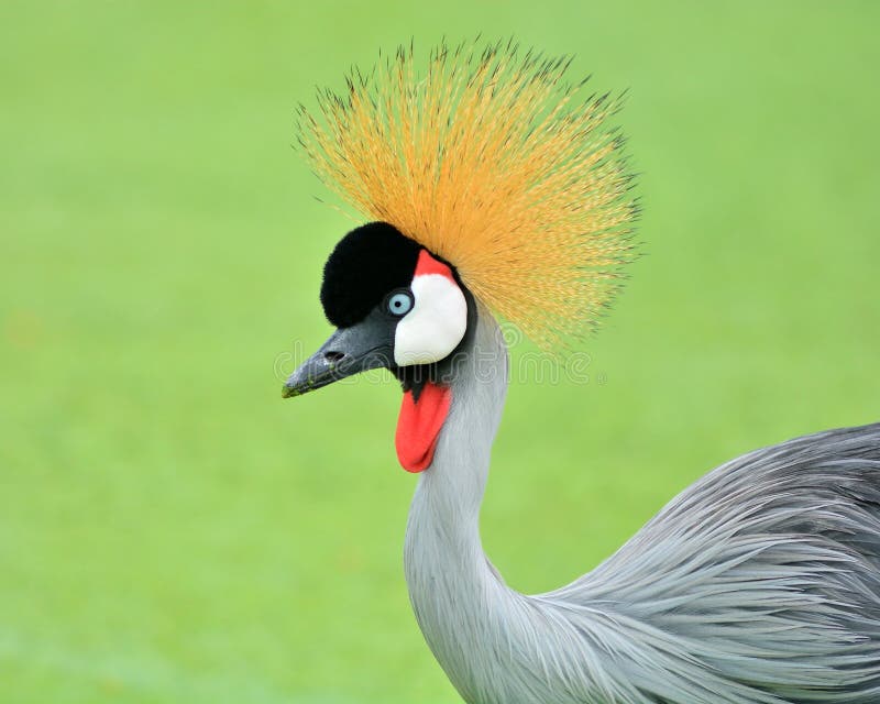 Beautiful Bird, Grey Crowned Crane With Blue Eye And Red Wattle Stock ...