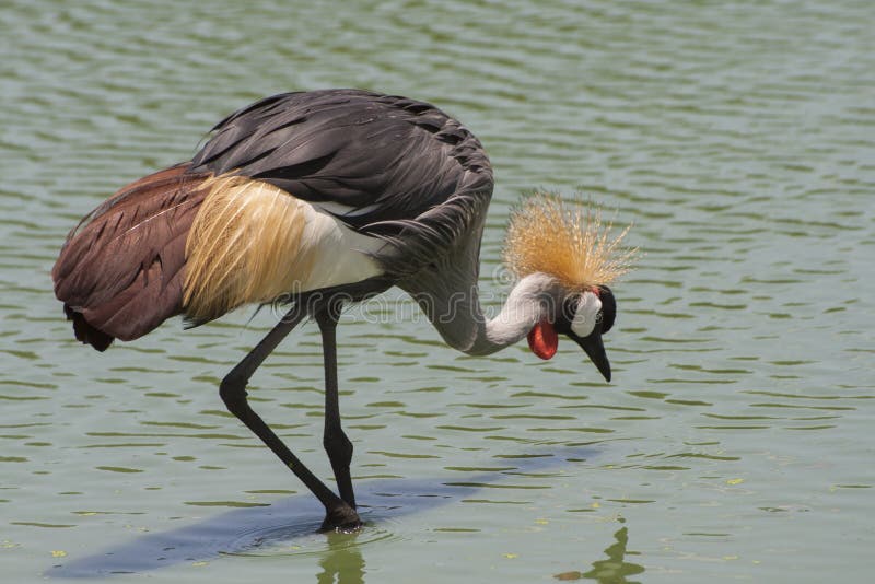 The Grey Crowned Crane Bird. Stock Image - Image of african, reserve ...