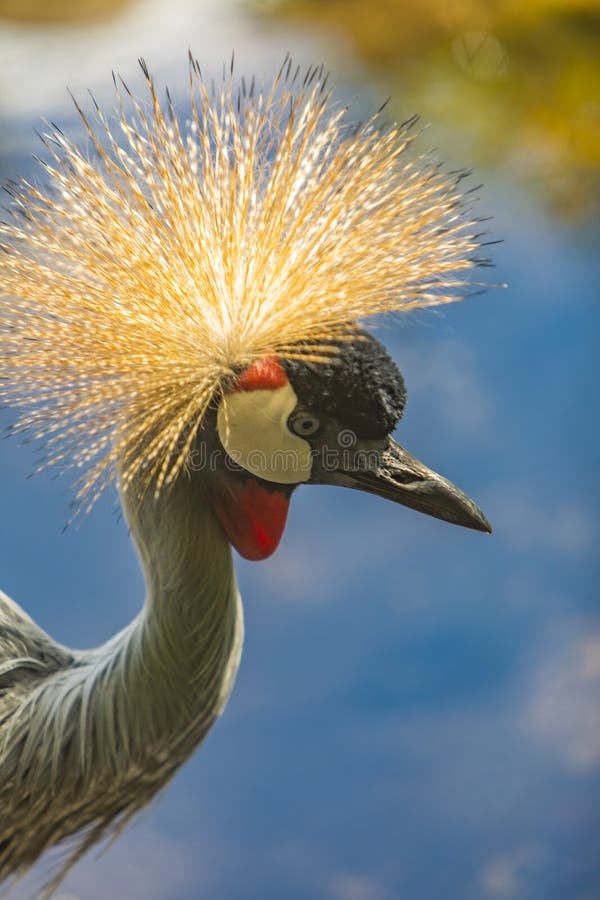 Grey Crowned Crane Bird by the Pond Stock Photo - Image of crowned ...