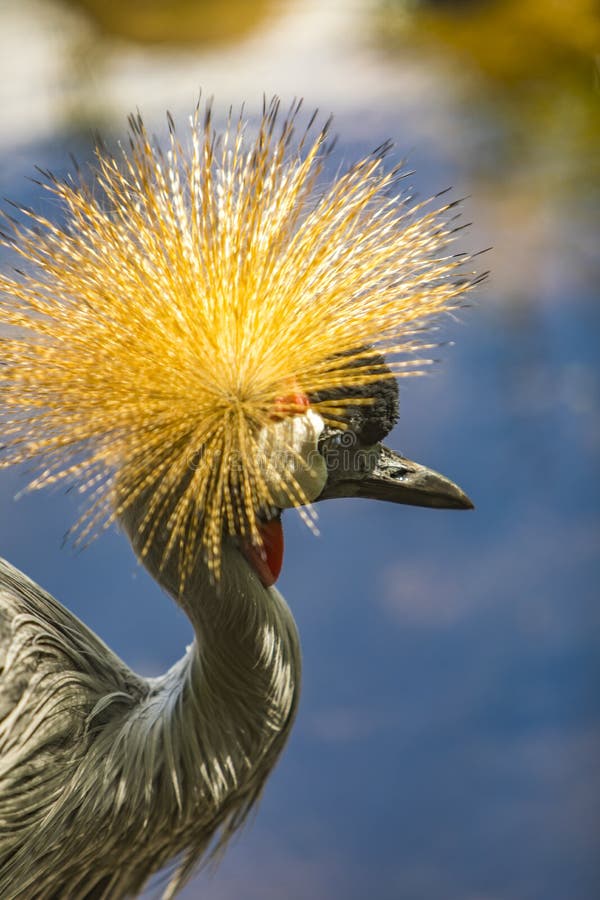 Grey Crowned Crane Bird by the Pond Stock Photo - Image of crowned ...