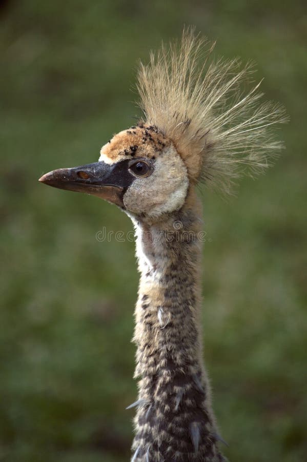 Grey Crowned Crane Chick Stock Photos - Free & Royalty-Free Stock ...