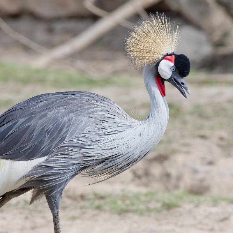 Grey Crowned Crane Bird in Rainforest Stock Image - Image of iguacu ...