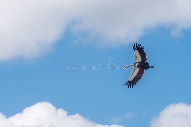 Grey Crowned Crane is Flying in the Blue Sky Stock Photo - Image of ...