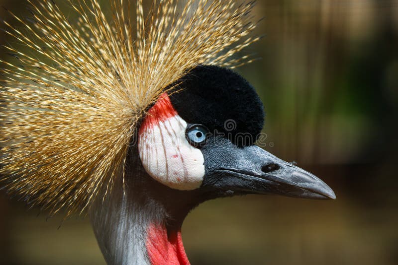 Grey Crowned Crane Head stock photo. Image of crown, plumage - 70077482