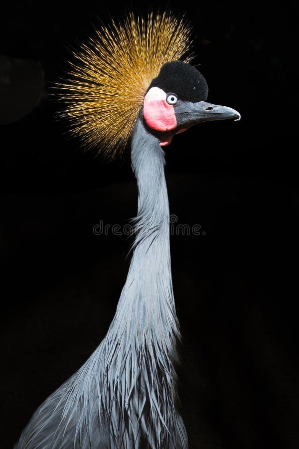 Grey Crowned Crane Isolated Against a Dark Black Backdrop Stock Image ...