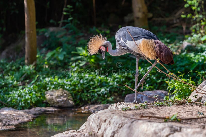 Grey Crowned Crane Standing and Looking Downward with One Leg Lifting ...