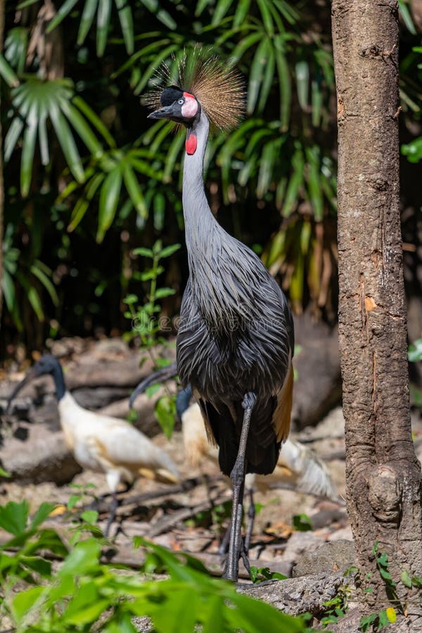 Grey Crowned Crane Standing Straight with the Neck Straight Up Stock ...