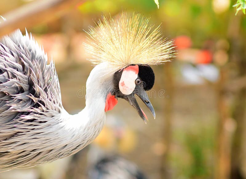Grey crowned crane stock photo. Image of crane, animal - 69801214