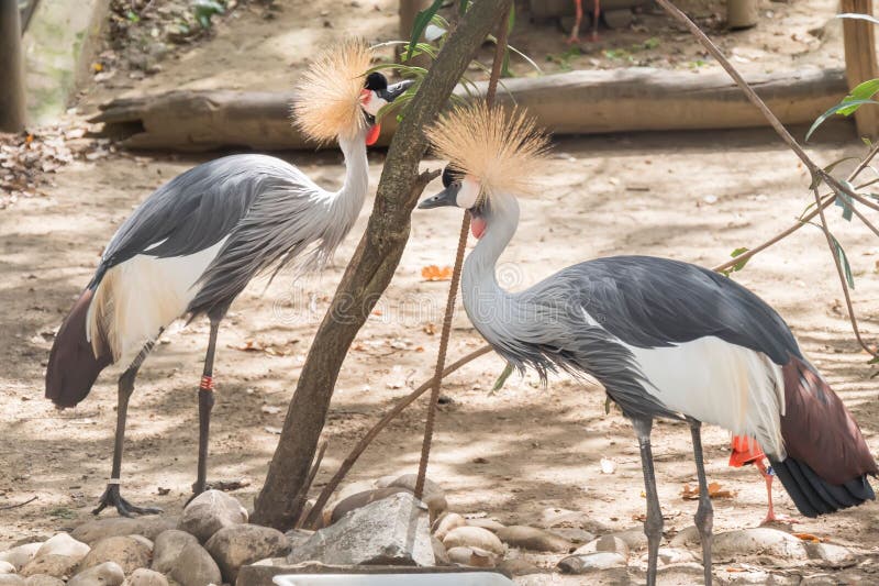 Grey Crowned Cranes in a Scenic Outdoor Setting Standing in Front of a ... Grey Crowned Cranes in a Scenic Outdoor Setting Standing in Front of a ...